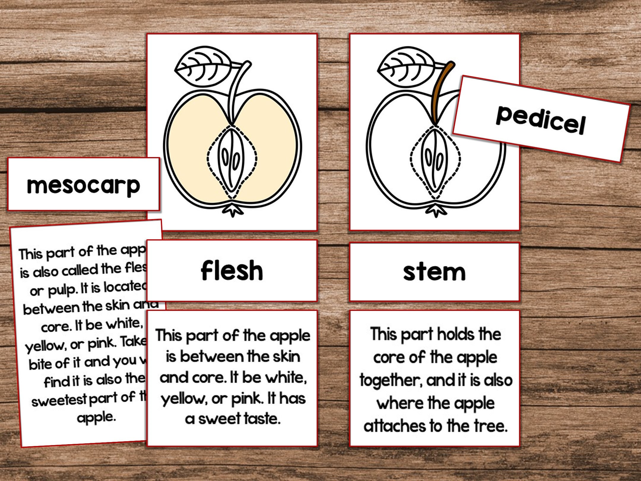 Parts of an Apple Montessori 3 Part Cards - Etsy