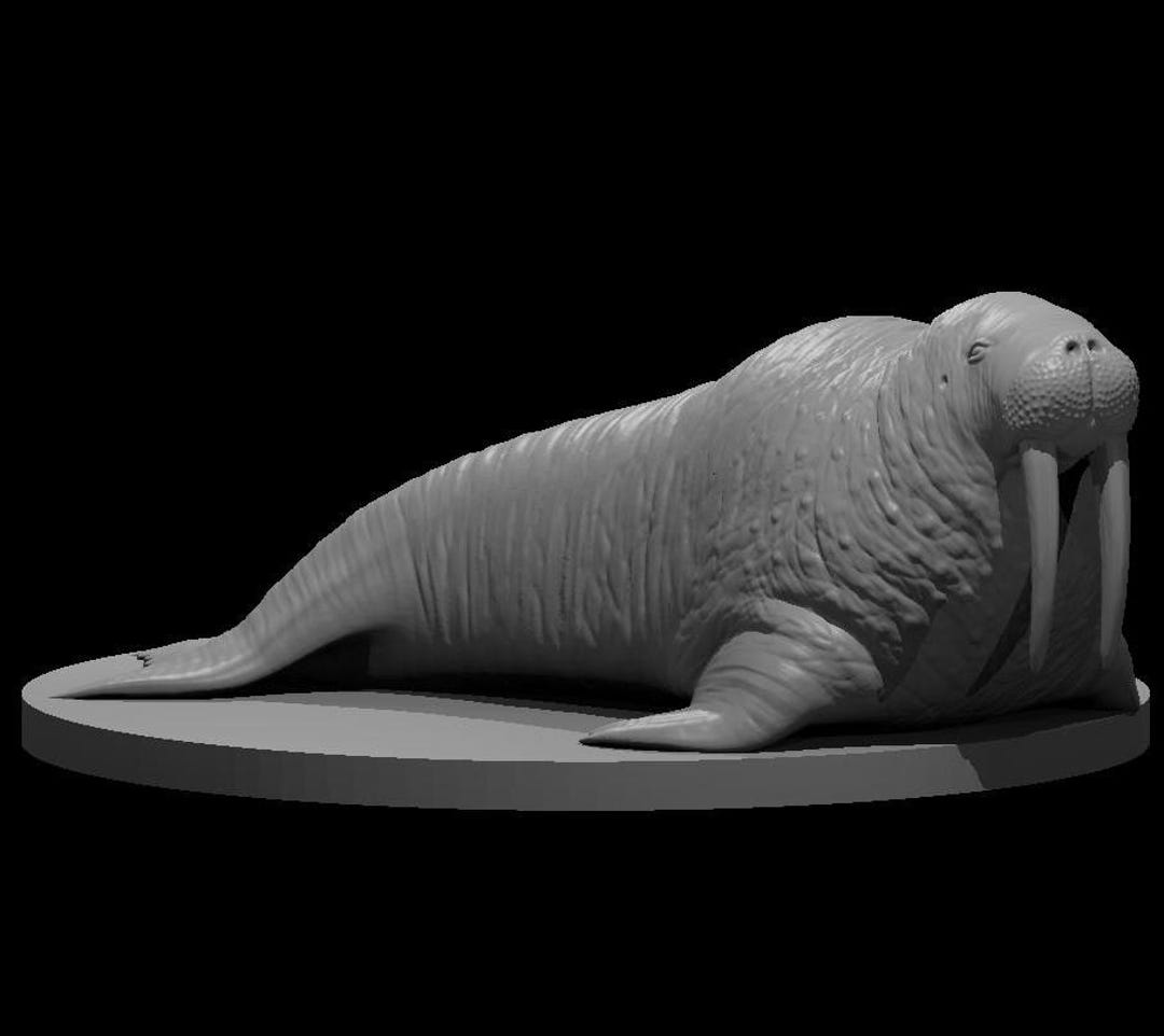 Walrus (3 Variants Available) - MZ4250 - Etsy