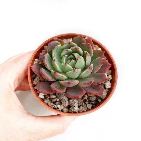 Home & Hobby Craft Supplies & Tools Korean Echeveria sitifukumiama succulent live plant etna.com.pe