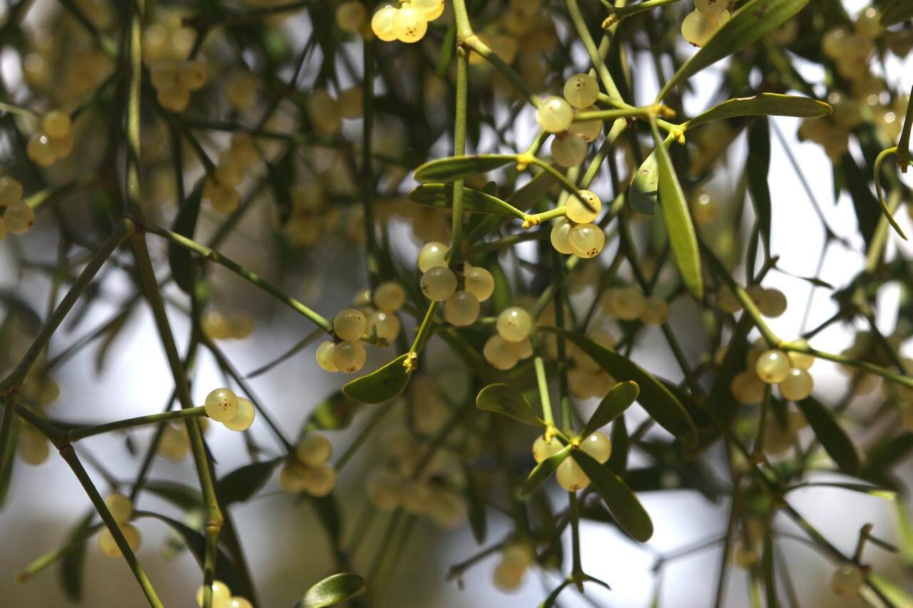 Original Real Mistletoe Plant 5.000 Gr Ökseotu - Etsy