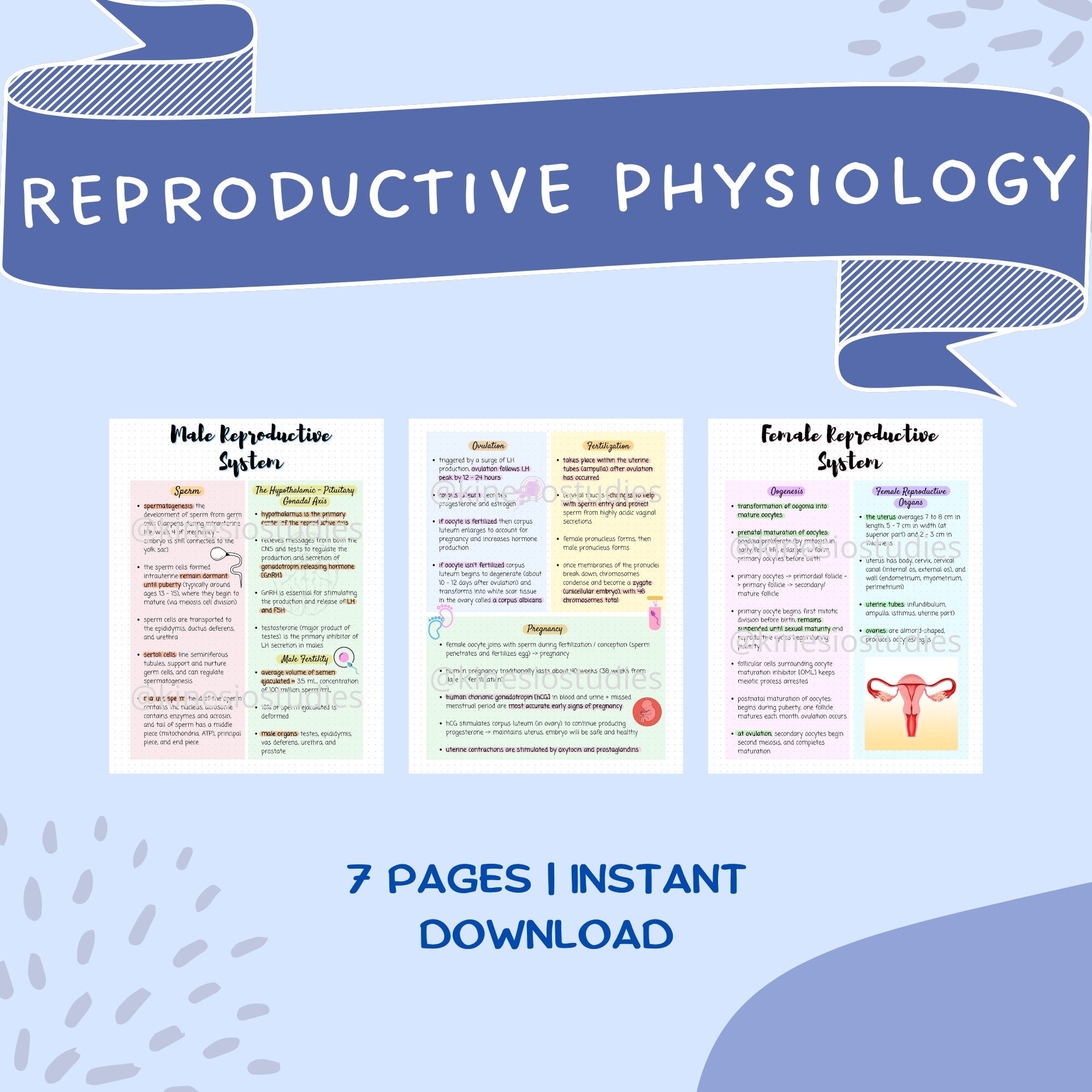 Reproductive Physiology Notes Reproductive System Physiology - Etsy