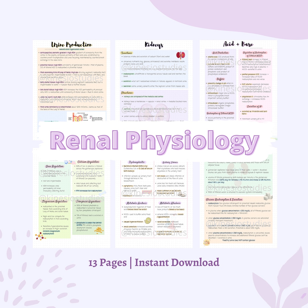 Renal Physiology Notes | Anatomy and Physiology Renal System Notes ...