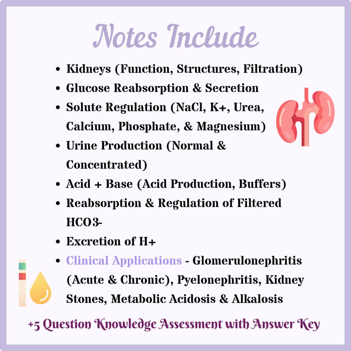Renal Physiology Notes | Anatomy and Physiology Renal System Notes ...