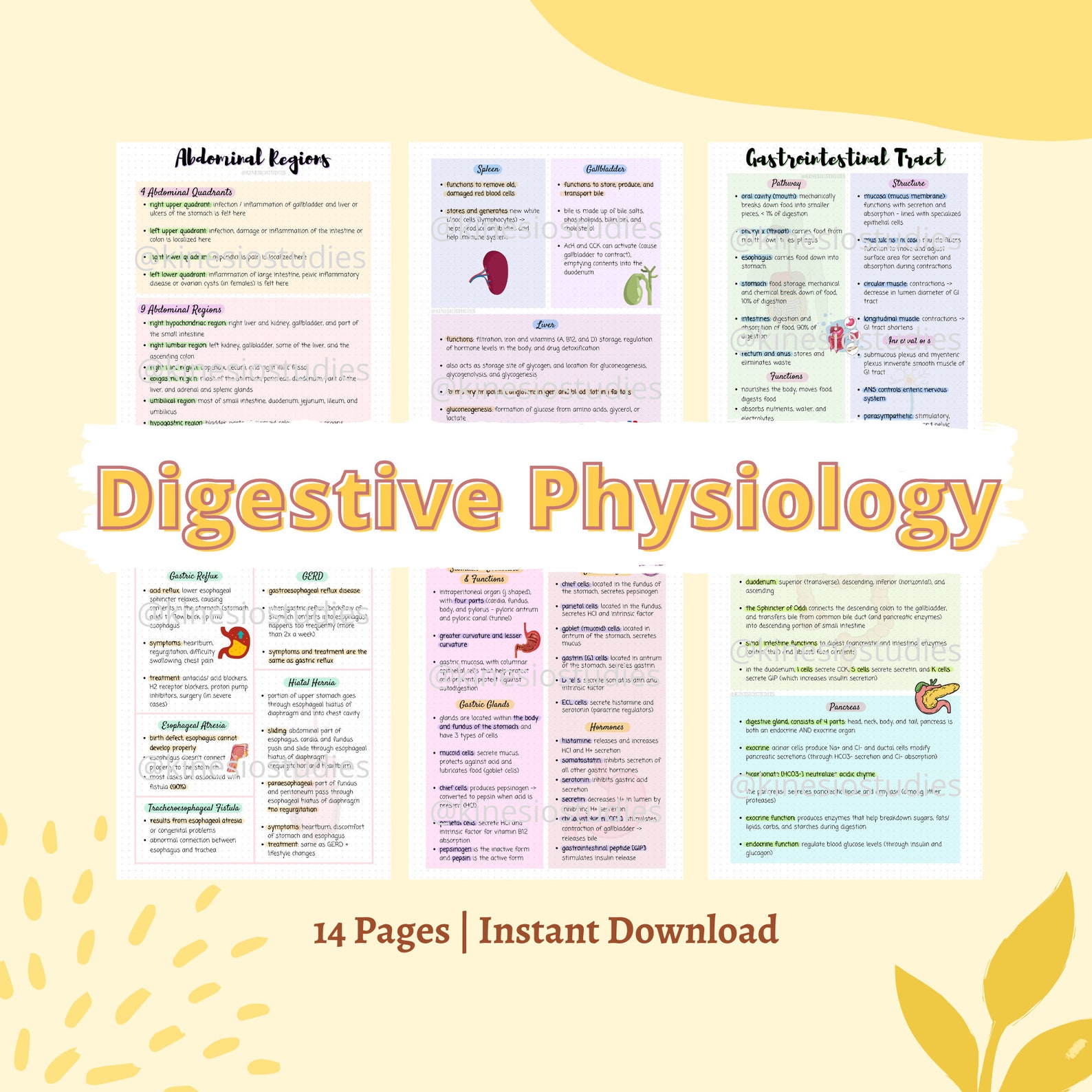 Digestive System Physiology Notes | Gastrointestinal Physiology Notes ...