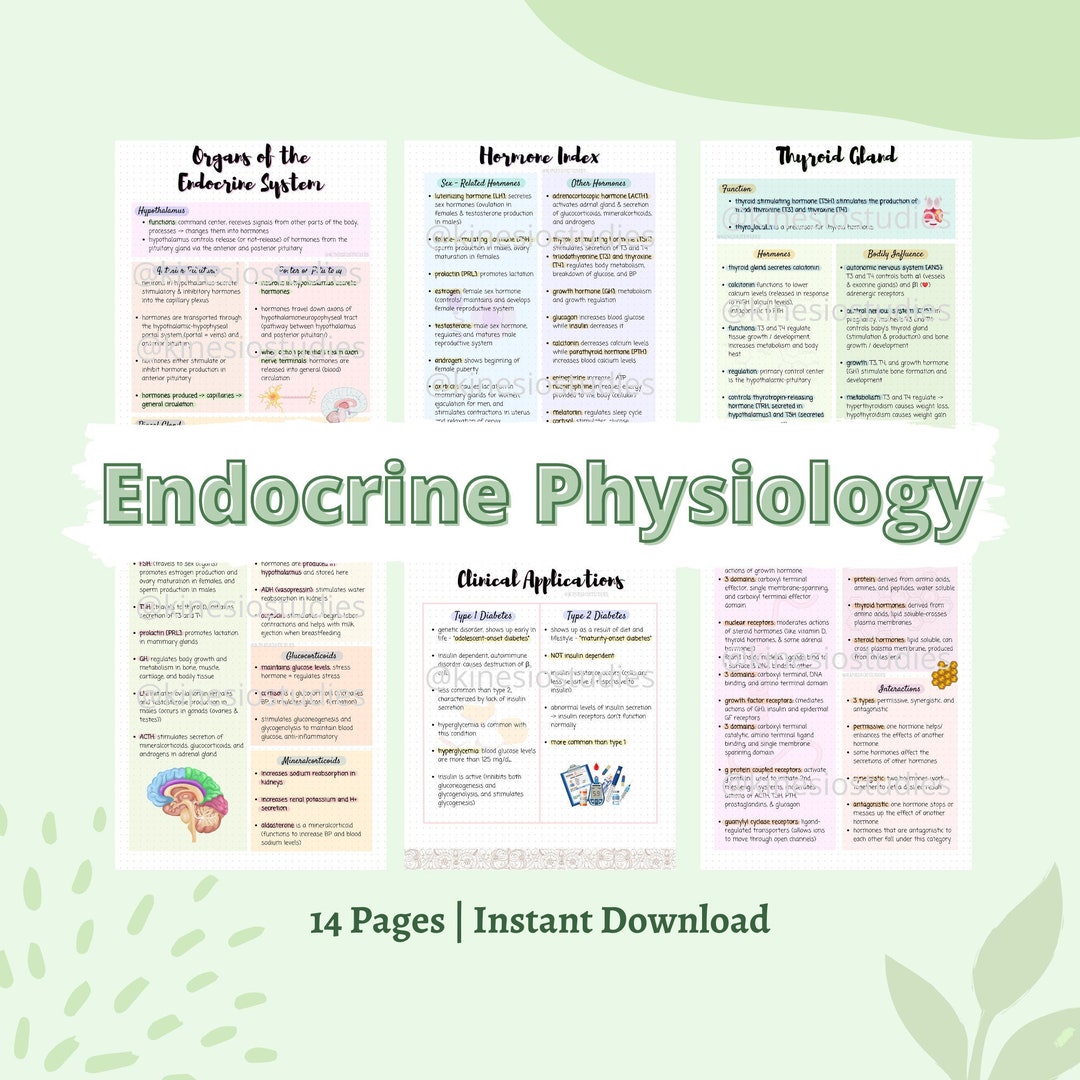 Endocrine System Physiology Notes | Anatomy and Physiology Endocrine ...