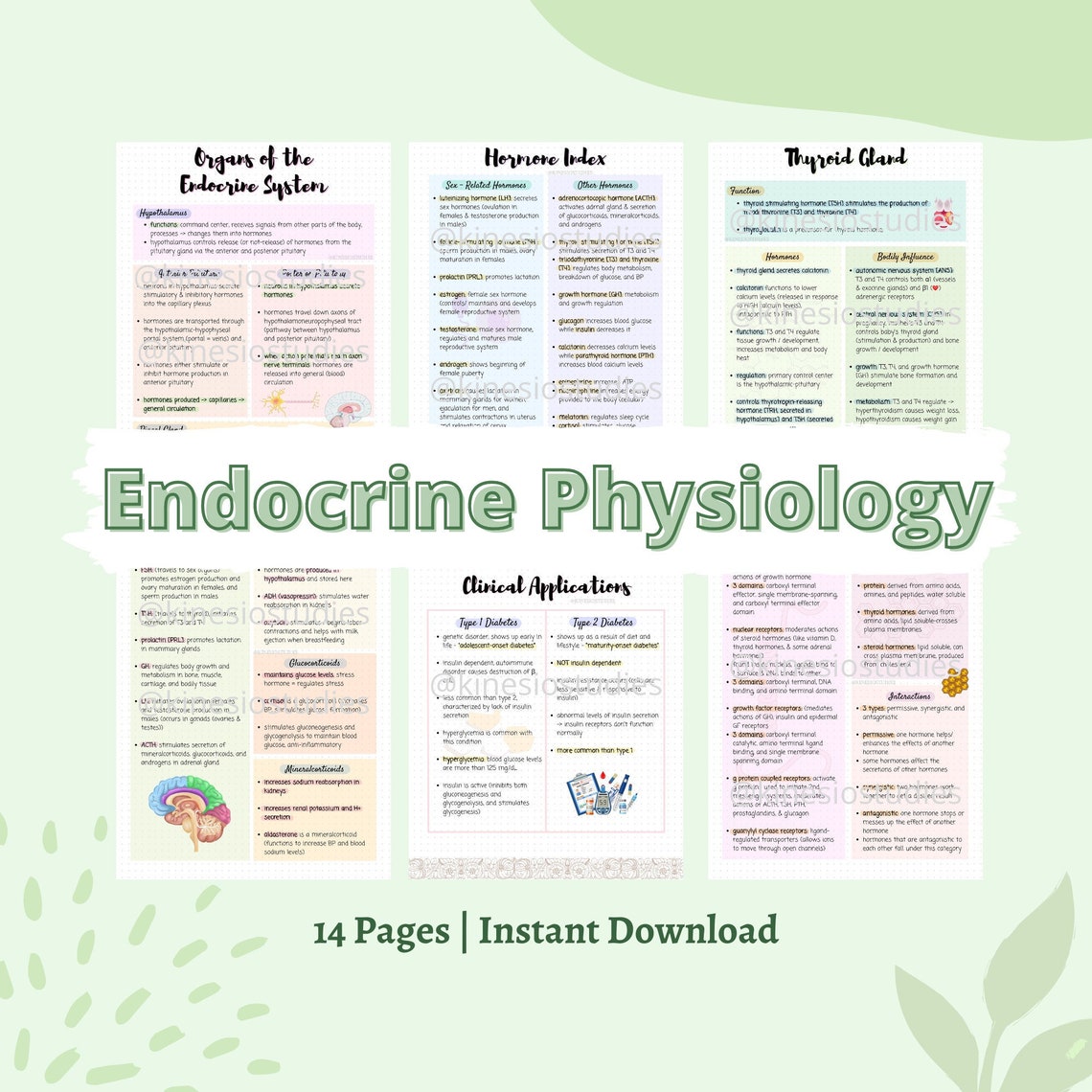 Endocrine System Physiology Notes | Anatomy and Physiology Endocrine ...