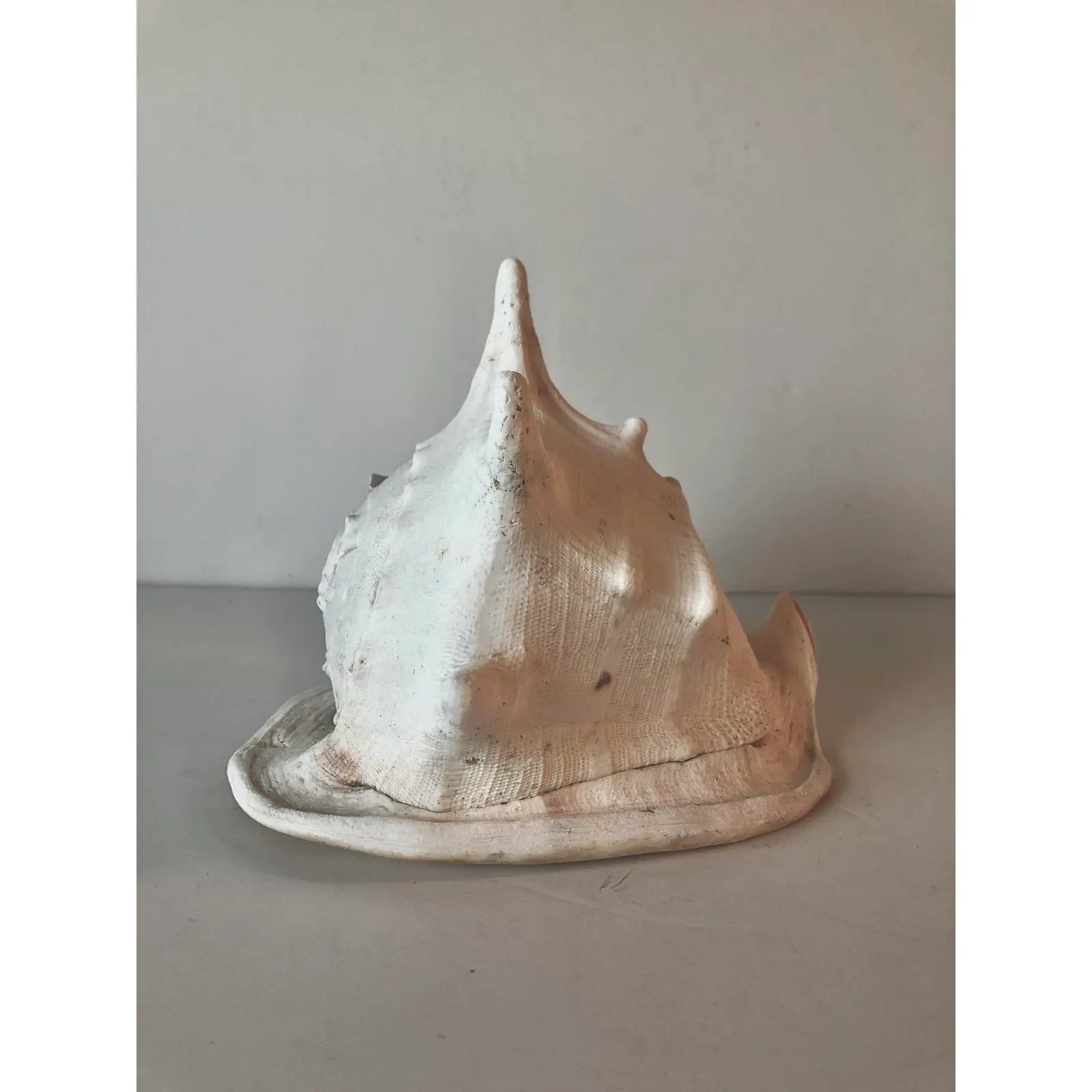 Queen Helmet Conch Shell - Etsy