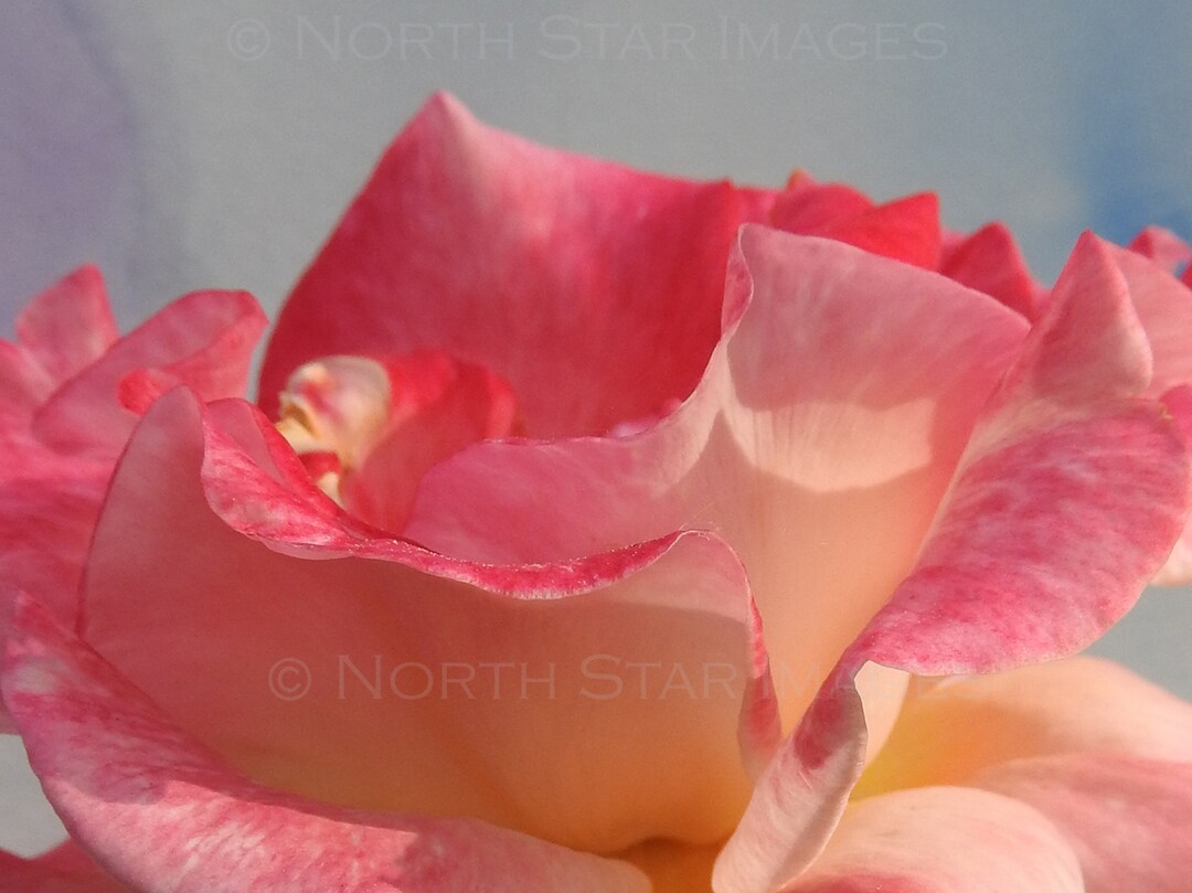 Peach Pink Rose Close-up Photo, Photographic Art Print of Rose Petals ...