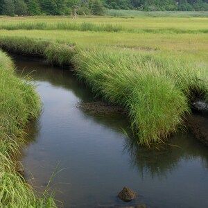 Great Marshes, East Sandwich, Cape Cod - Etsy