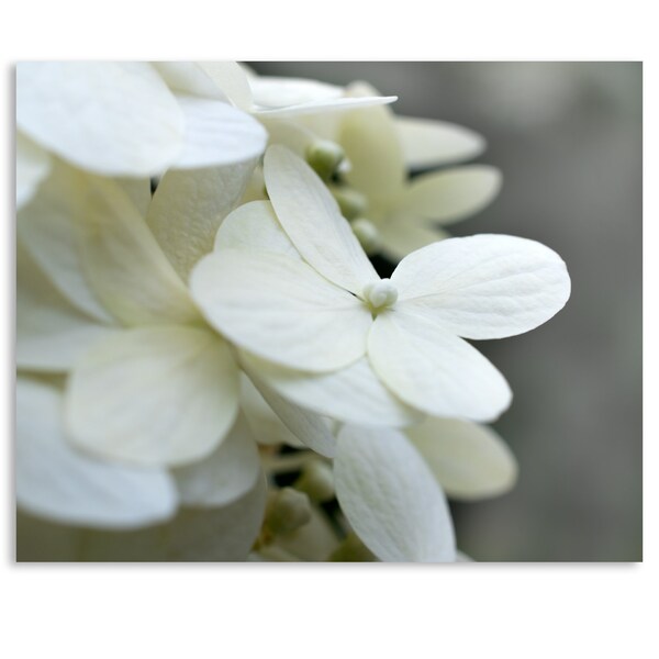 Hydrangea Photo - Etsy