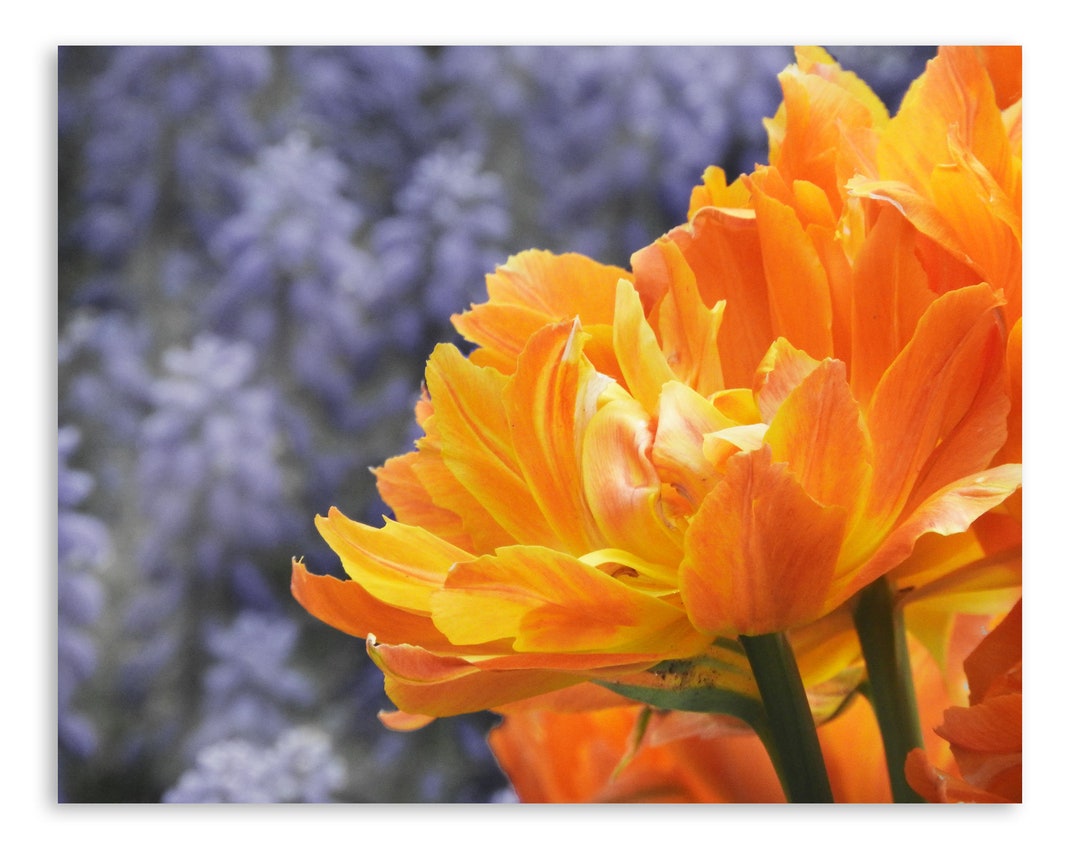 Orange Frilly Tulip Photo Wall Art Print, Close up Photo of Bright ...