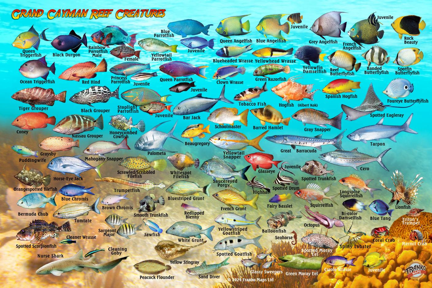 Grand Cayman Island Fish & Map Poster - Etsy