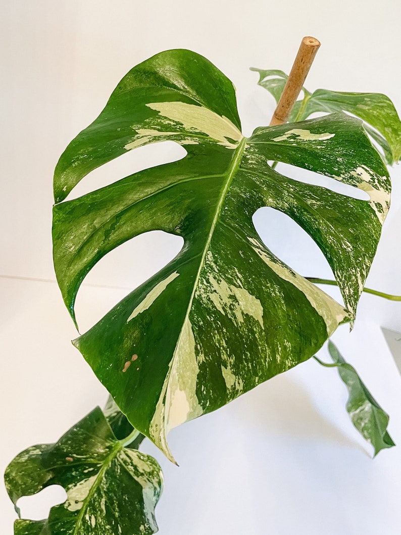 Monstera Deliciosa Albo US SELLER Exact Plant - Etsy