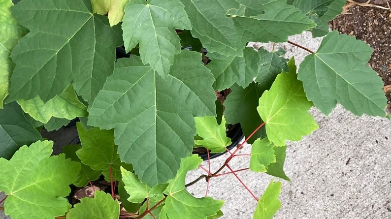Red Maple Shade Tree (acer Rubrum) - Etsy