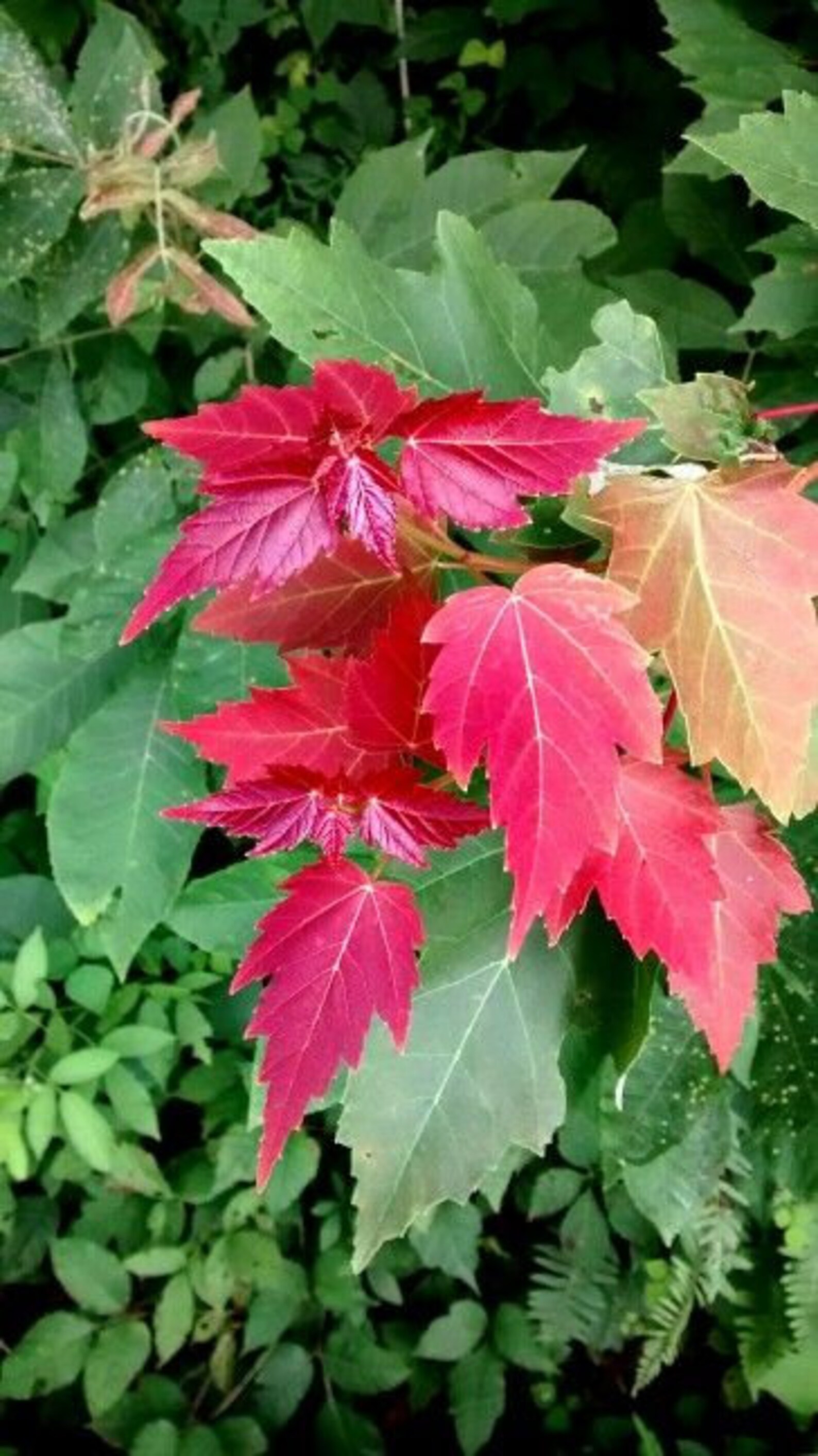Red Maple Shade Tree (acer Rubrum) - Etsy
