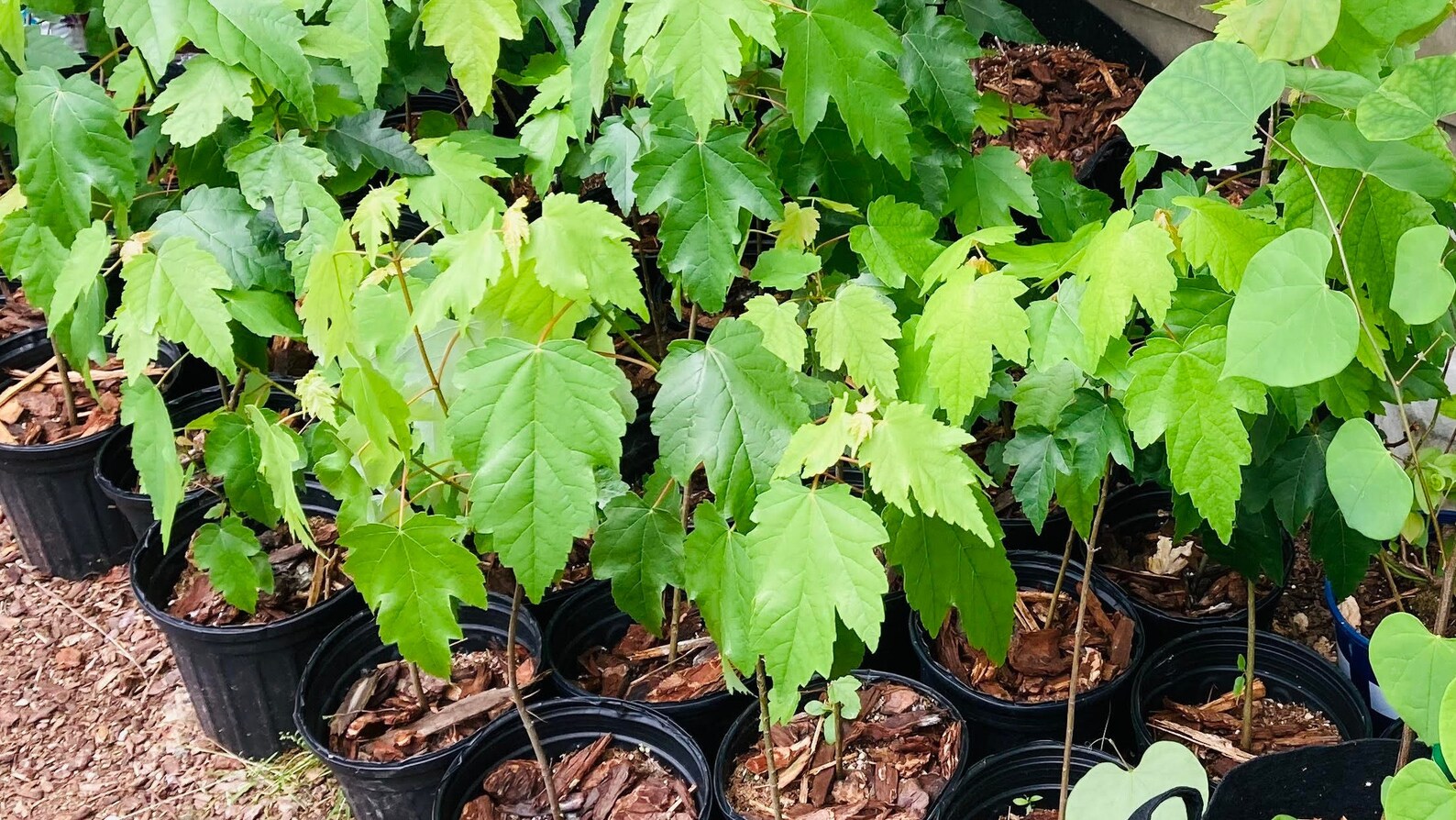 Red Maple Shade Tree (acer Rubrum) - Etsy