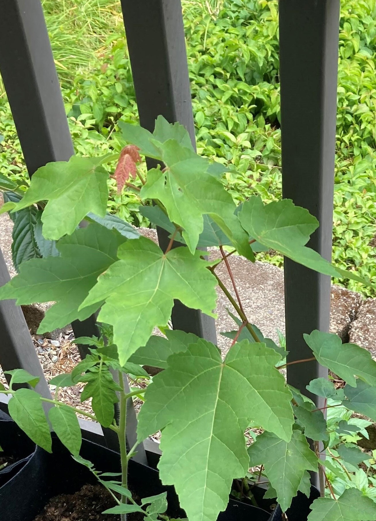 Red Maple Shade Tree (acer Rubrum) - Etsy