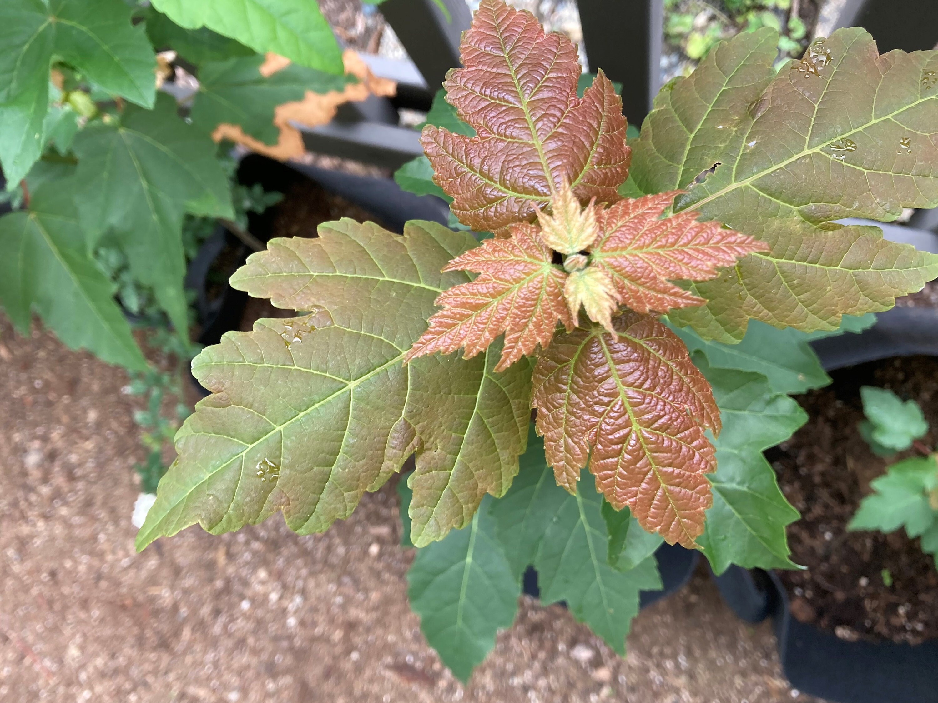 Red Maple Shade Tree (acer Rubrum) - Etsy