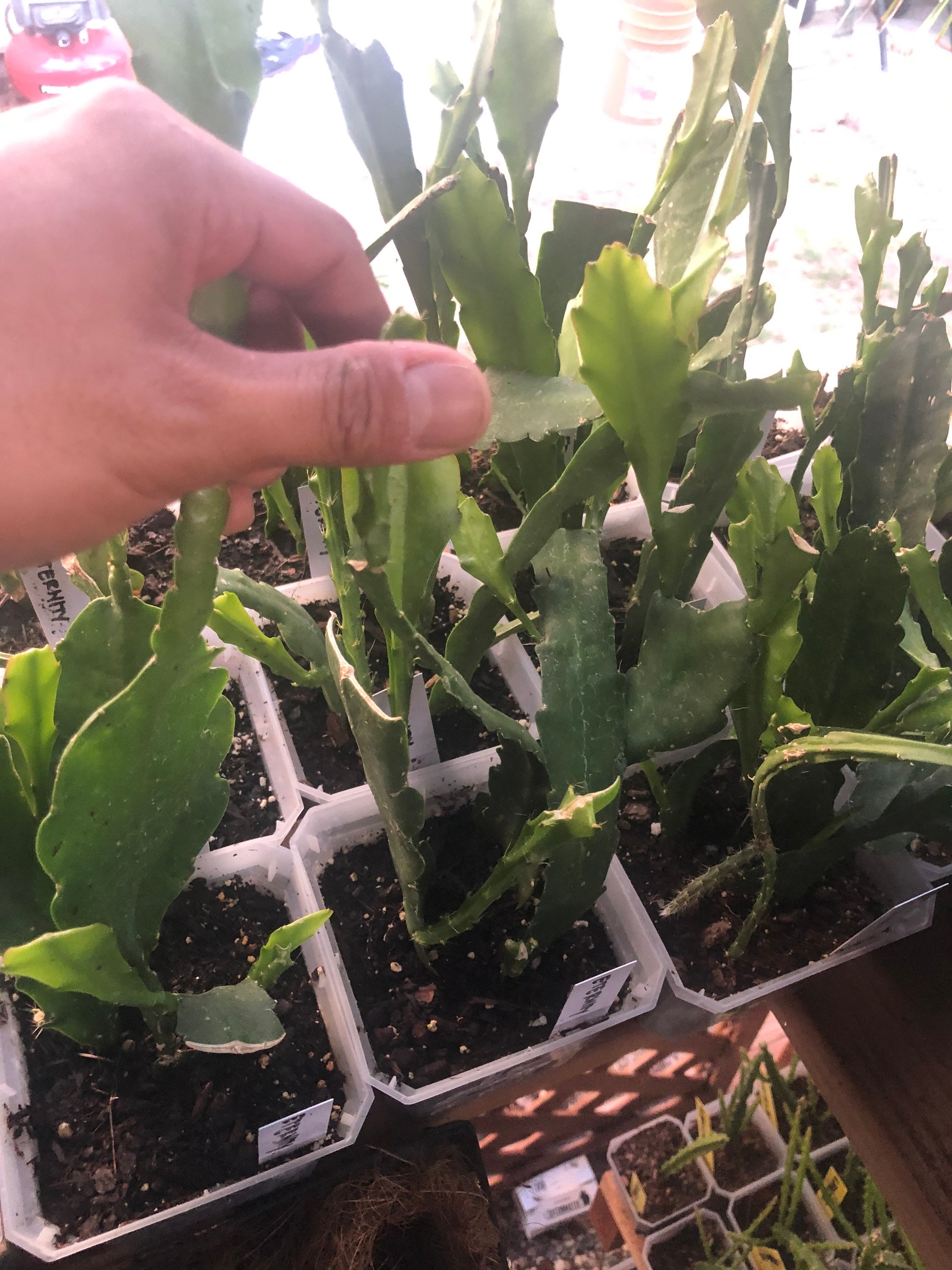 Eternity rooted, 4inch Pot Starter Epiphyllum - Etsy