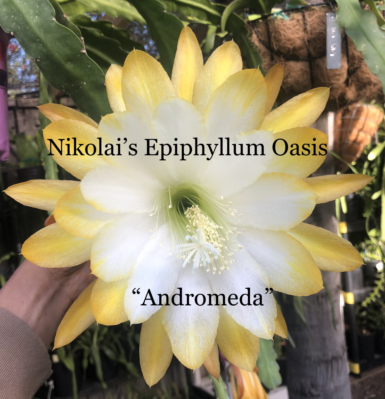 Andromeda 50 Seeds Packet Epiphyllum - Etsy