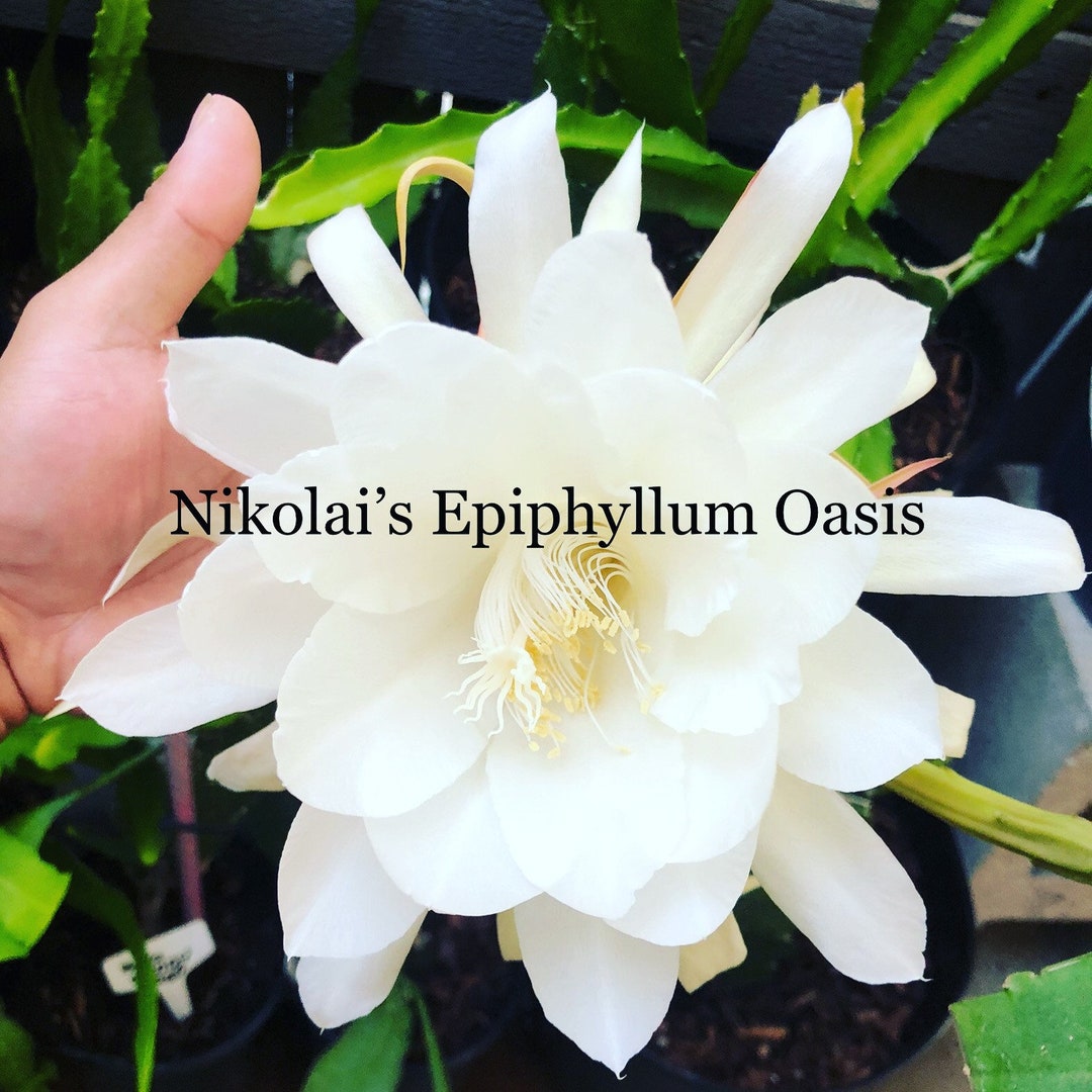 Eternity rooted, 4inch Pot Starter Epiphyllum - Etsy