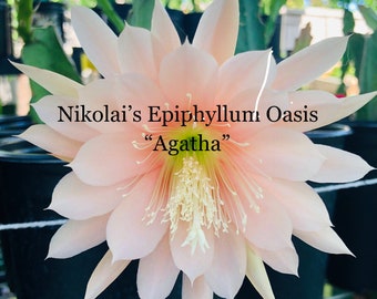 Agatha Epiphyllum Orchid Cactus Cutting 8-10 Inches Long & Ready to Plant - Jungle Orchids ...