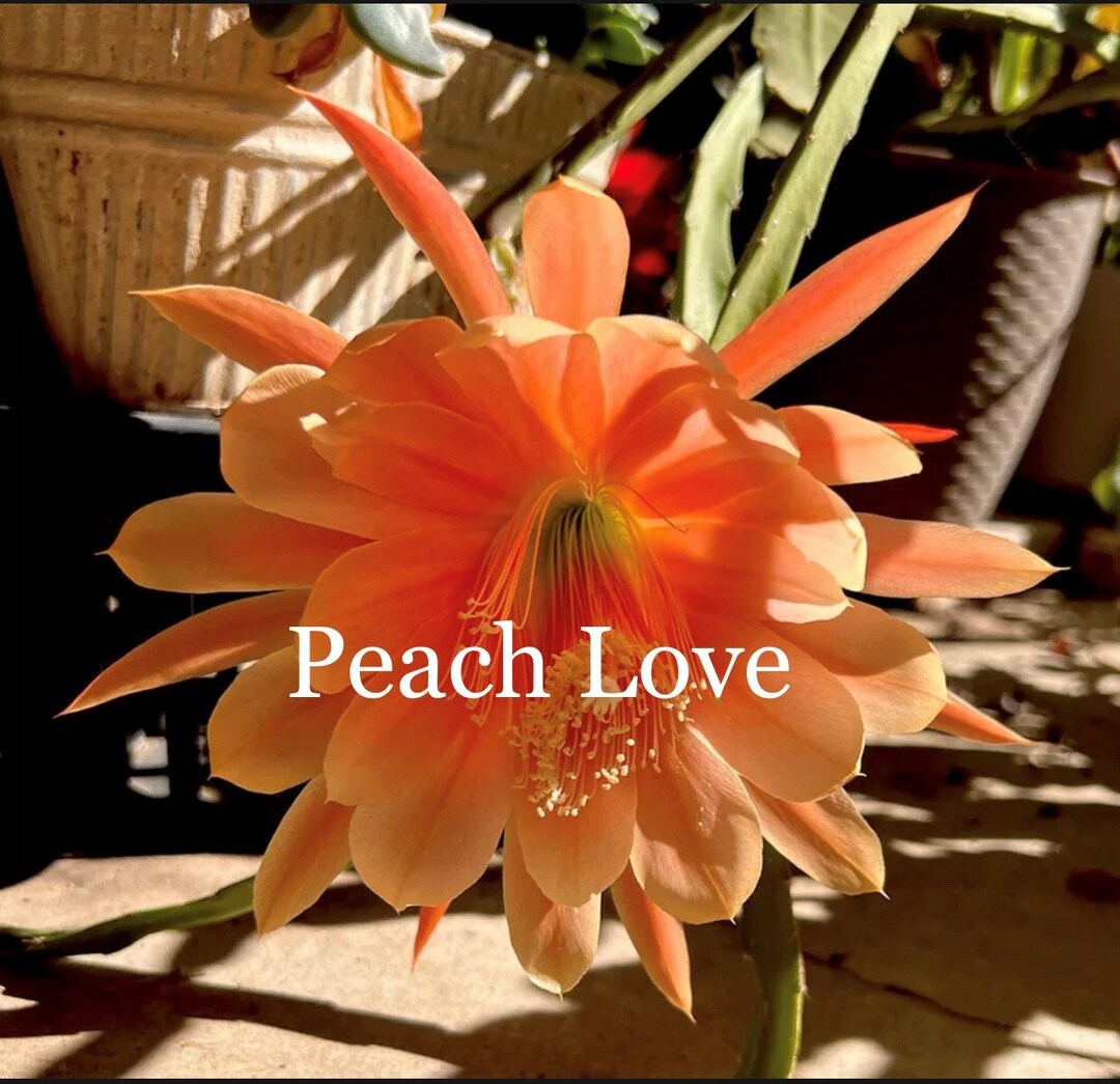 Peach Love rooted, 4inch Pot Starter Epiphyllum - Etsy