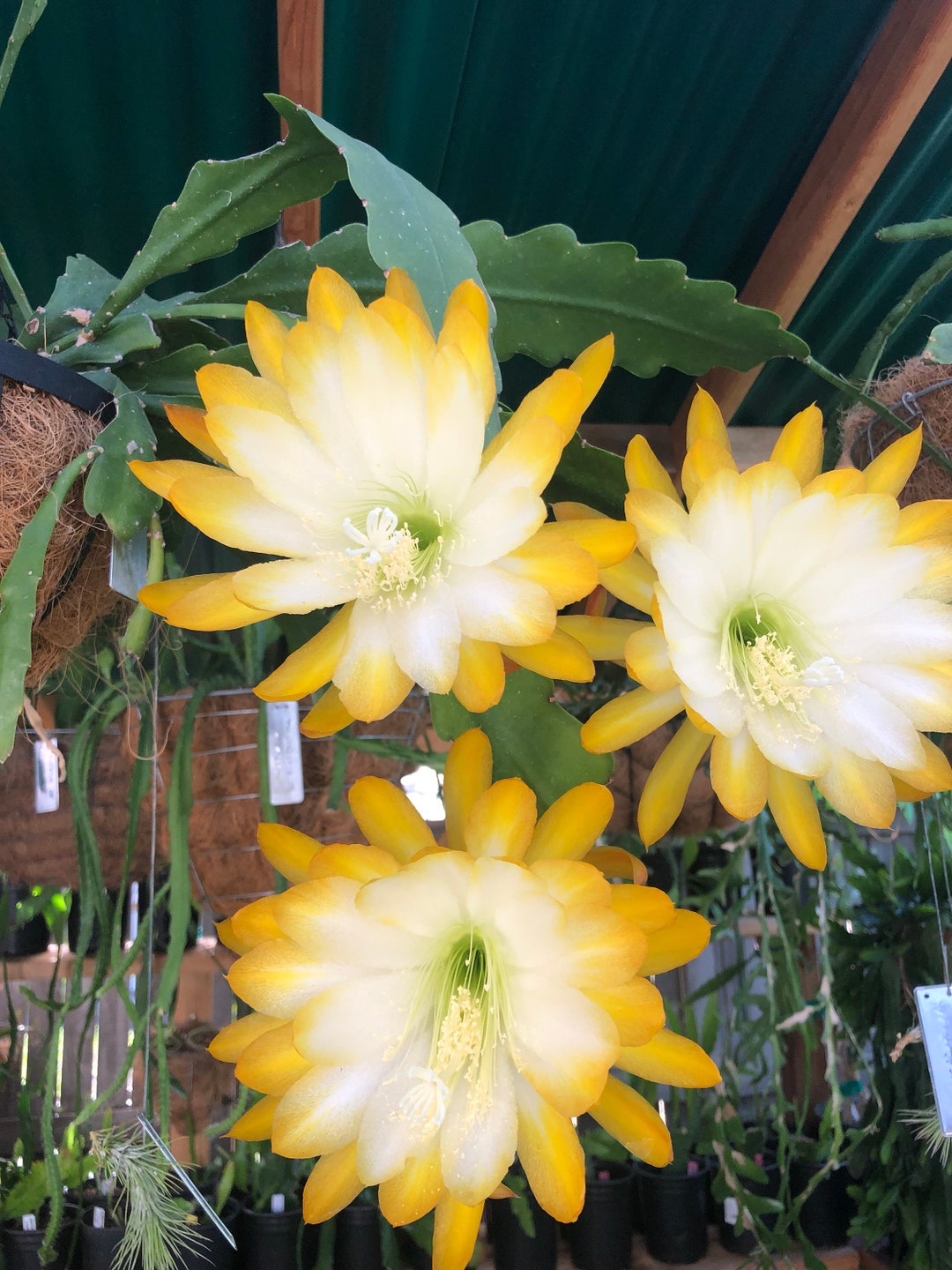 Epiphyllum “andromeda” (8-10 Inches Cuttings) - Etsy