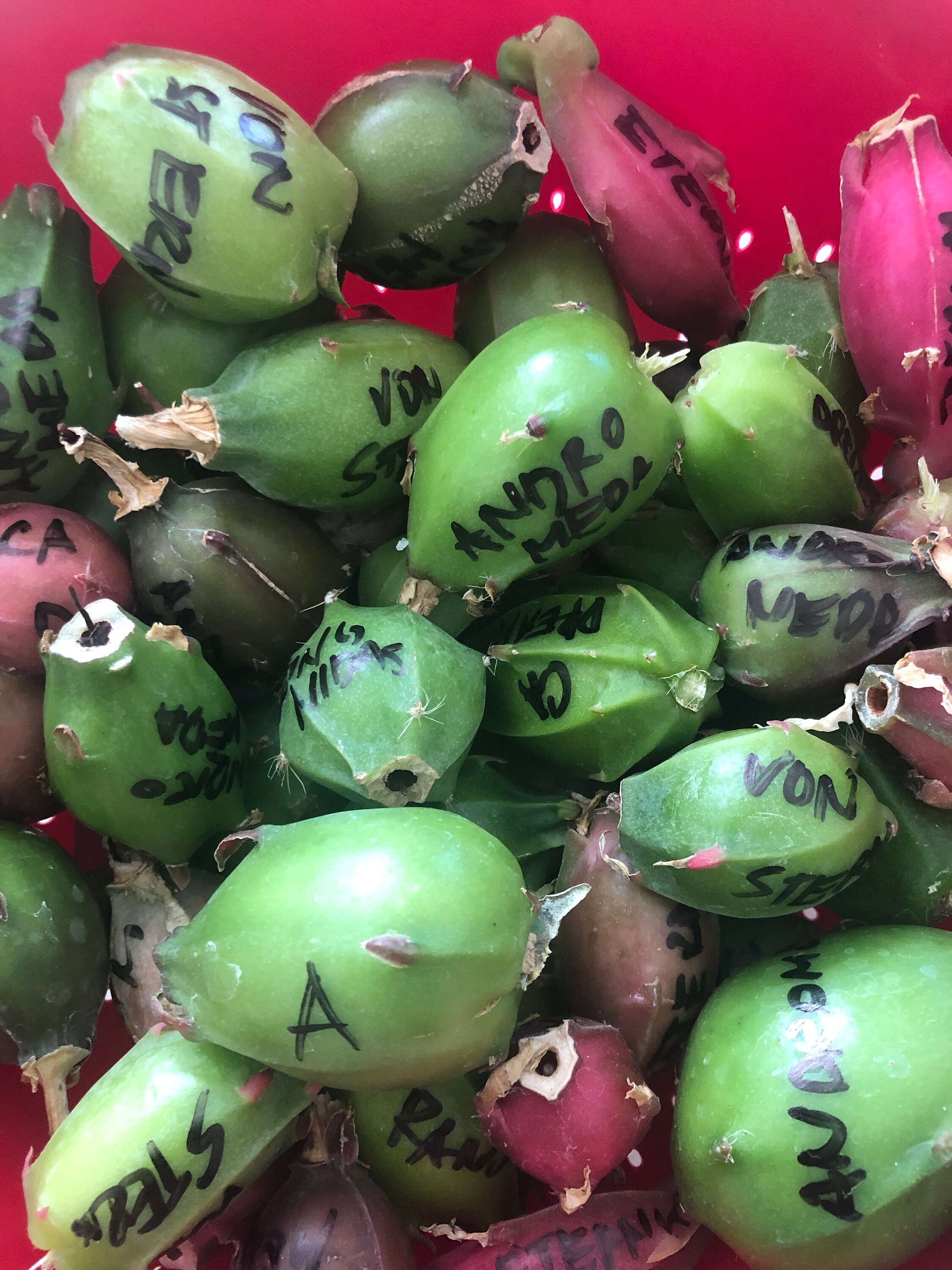 Andromeda 50 Seeds Packet Epiphyllum - Etsy