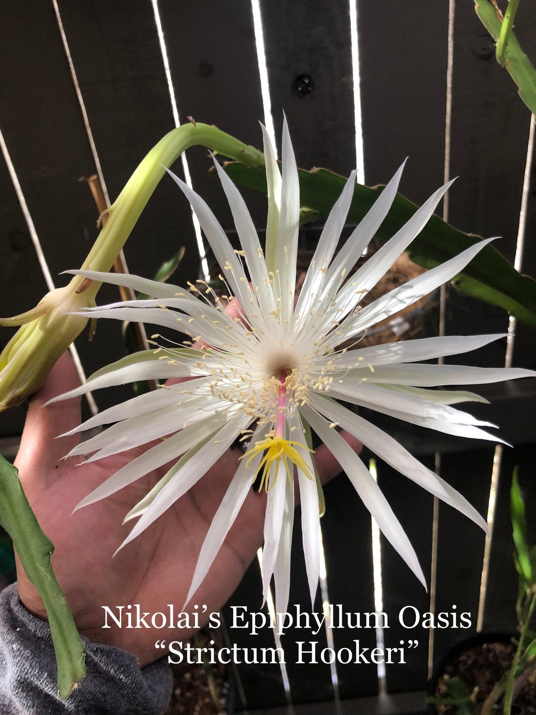Epiphyllum Hookerii Strictum 8-10 inches cuttings - Etsy Österreich