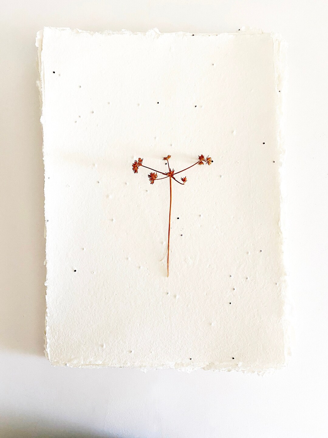 Plantable Seed Paper, Handmade, Wildflower Seeds, Wedding Invitations ...