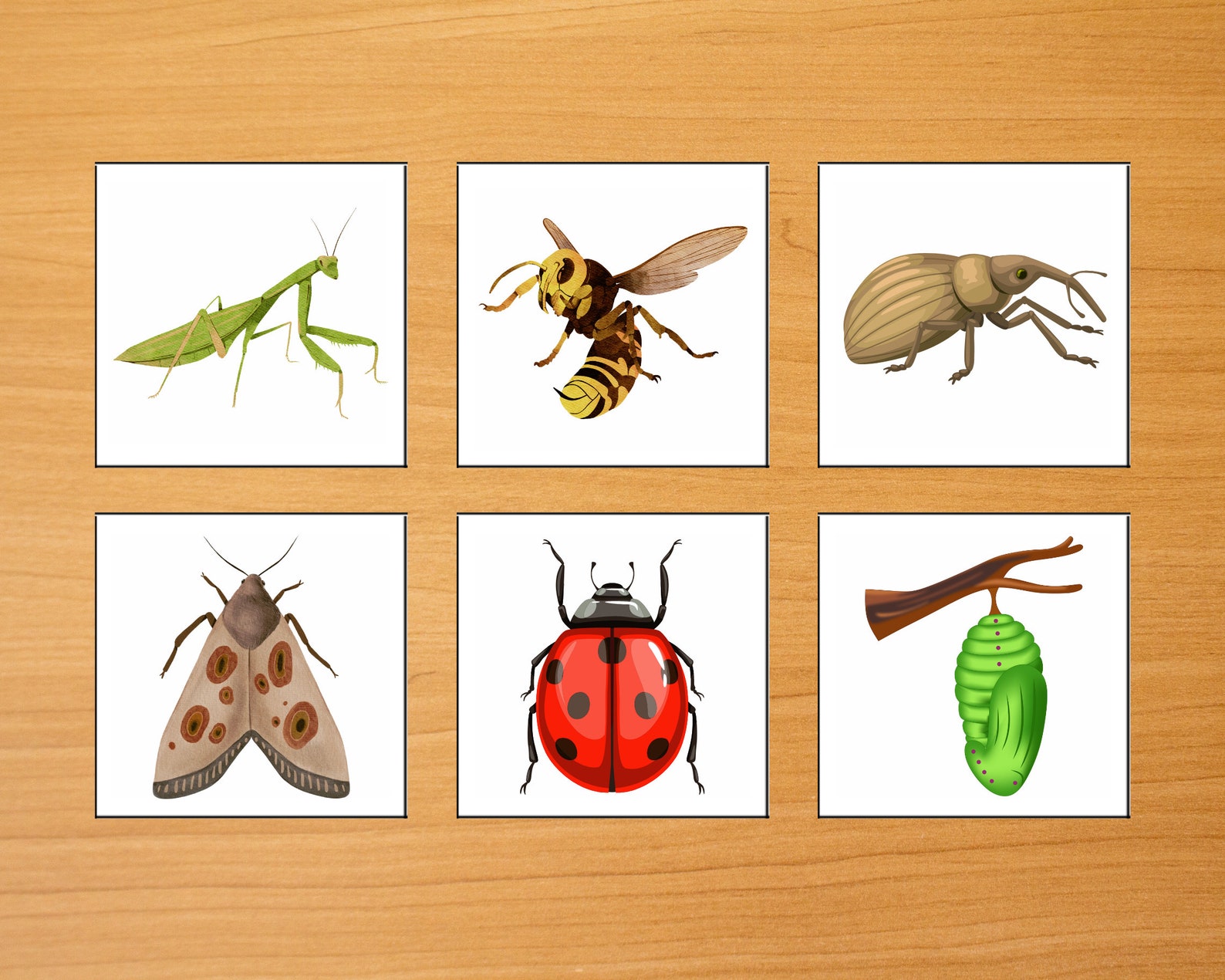 Insects Bingo Digital Download Printable Play Based Activity - Etsy