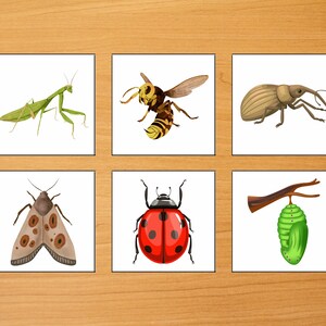 Insects Bingo Digital Download| Printable Play Based Activity ...