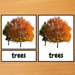 Autumn 3 Part Cards| Child Inspired Printable| Digital Download ...