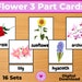 Flower Theme 3 Part Cards| Printable Digital Download| Montessori ...