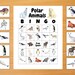 Polar Animals Bingo| Digital Download| Printable Play Based Activity ...