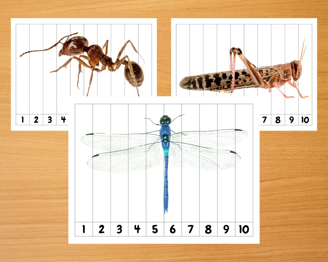 Insects Number Sequence Puzzles| Child Inspired Printables| Digital ...