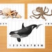 Ocean Animals Number Sequence Puzzles| Child Inspired Printables ...