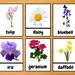 Flower Theme 3 Part Cards| Printable Digital Download| Montessori ...
