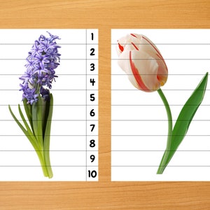 Flower Number Sequence Puzzles Child Inspired Printables Digital ...