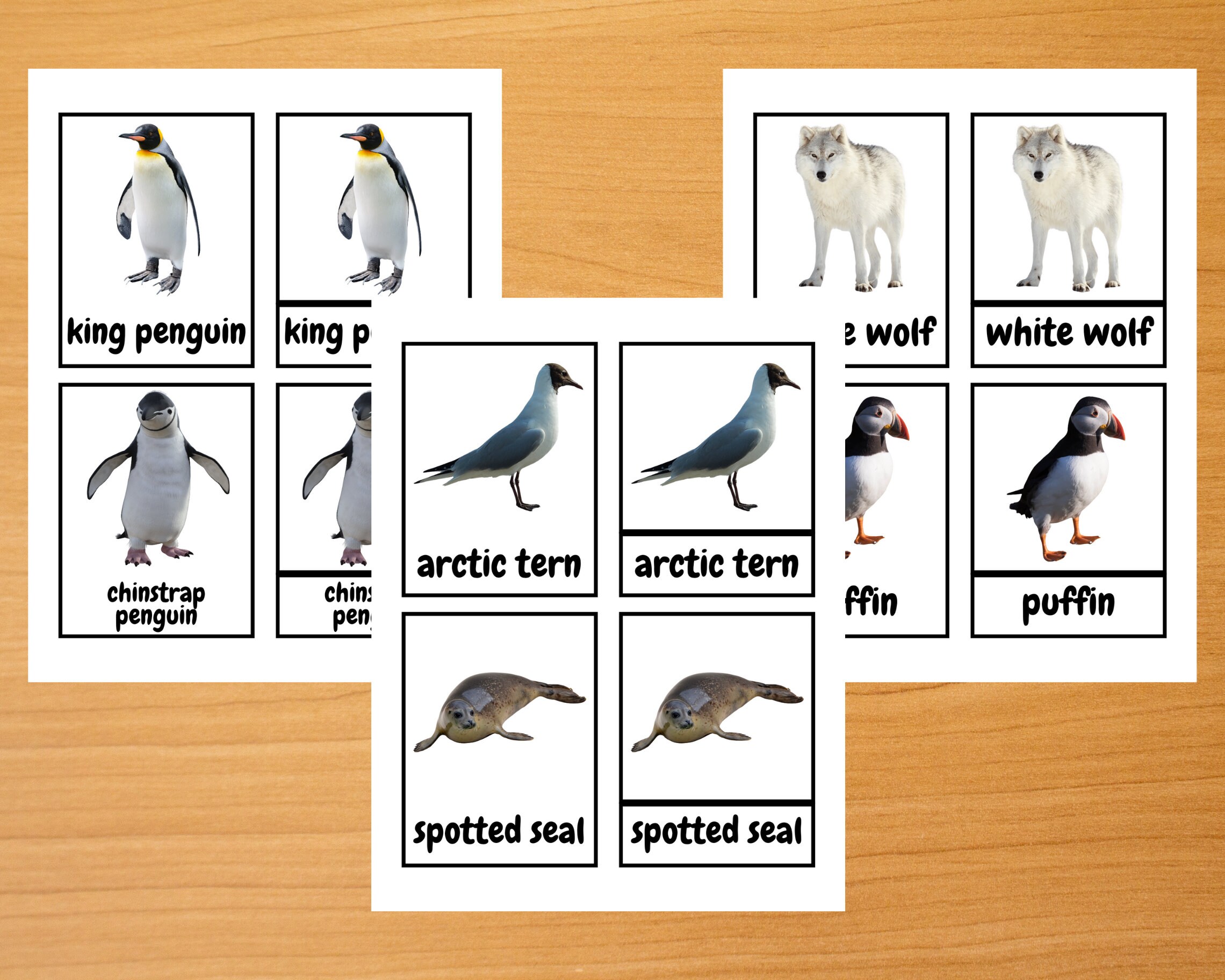 Polar Animals 3 Part Cards Child Inspired Printable Educational Digital ...