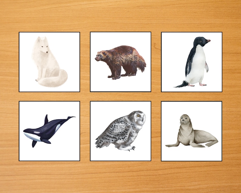 Polar Animals Bingo Digital Download Printable Play Based - Etsy