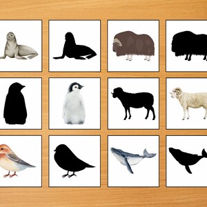 Polar Animals Shadow Matching Cards| Child Inspired Printables| Digital ...