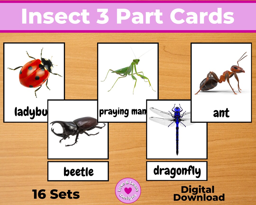 Insects Theme 3 Part Cards| Printable Digital Download| Montessori ...