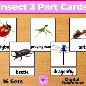 Insects Theme 3 Part Cards| Printable Digital Download| Montessori ...