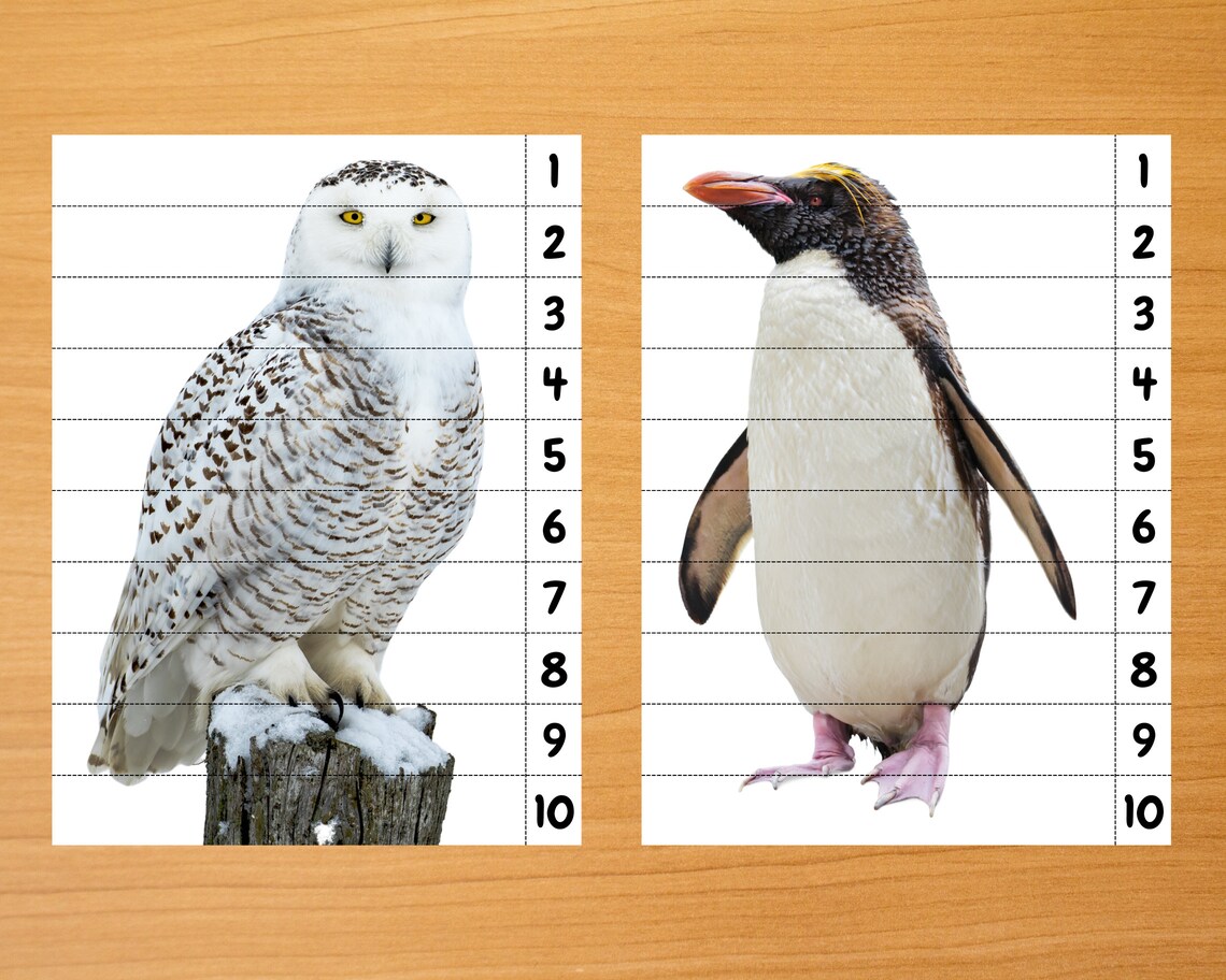 Polar Animals Number Sequence Puzzles Child Inspired Printables Digital ...