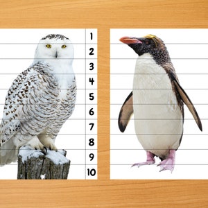 Polar Animals Number Sequence Puzzles| Child Inspired Printables ...