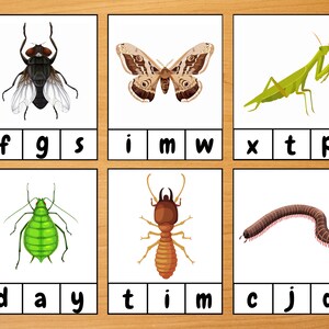 Insect Beginning Letter Sound Clip Cards| Printable Digital Download ...