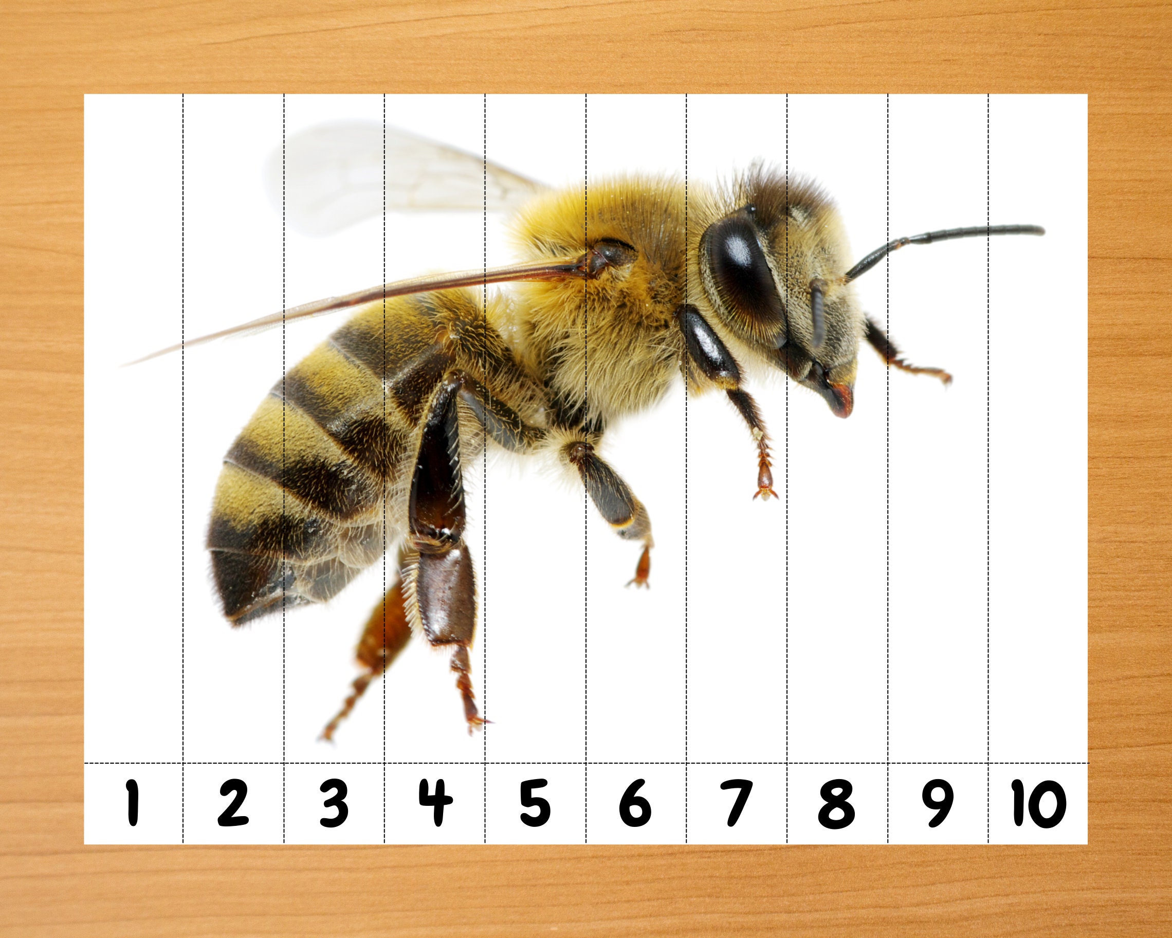 Insects Number Sequence Puzzles| Child Inspired Printables| Digital ...