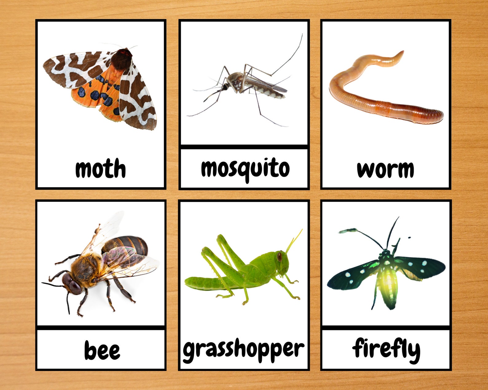 Insects Theme 3 Part Cards Printable Digital Download Montessori ...